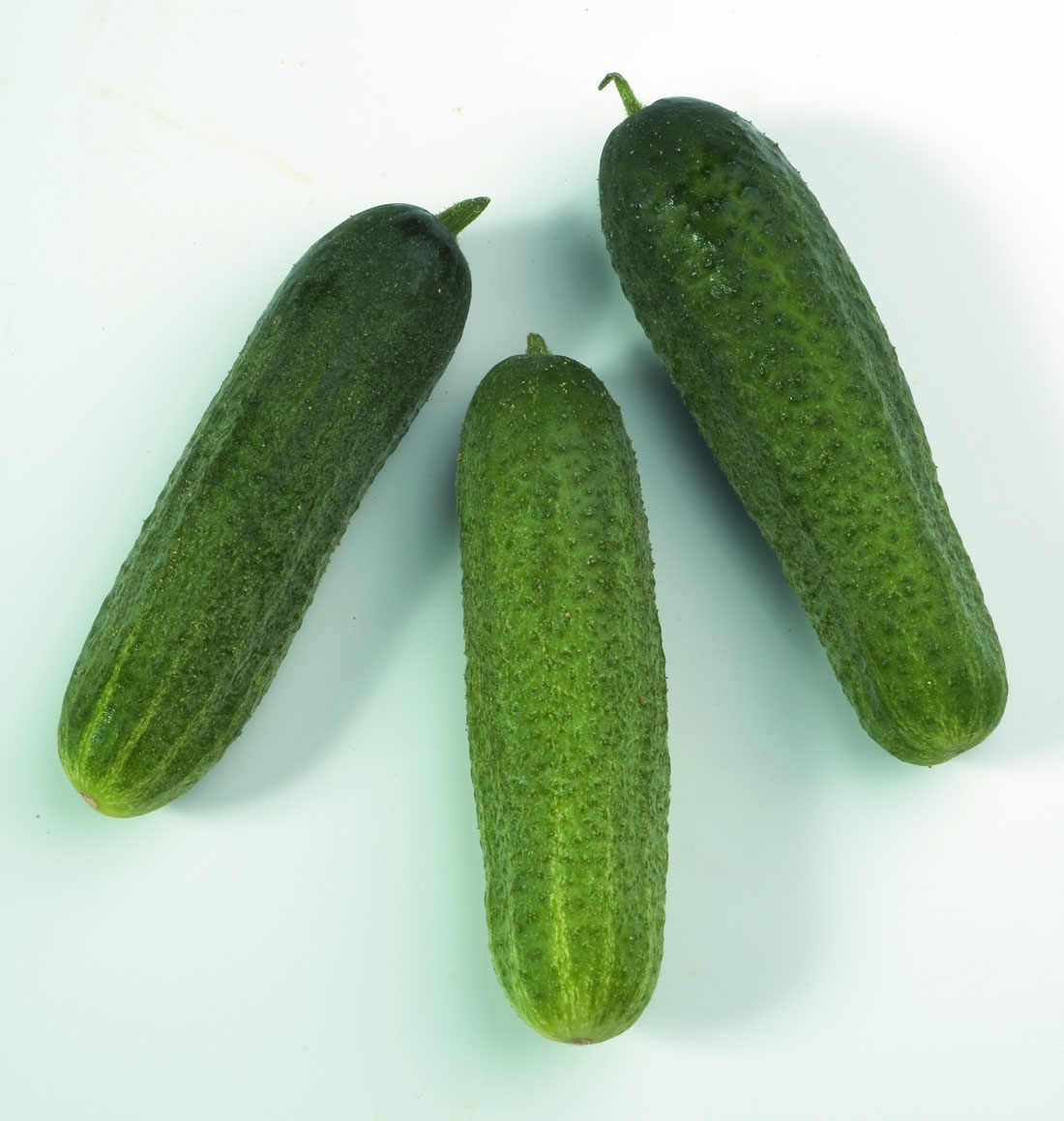 Augurk - Verse Oogst