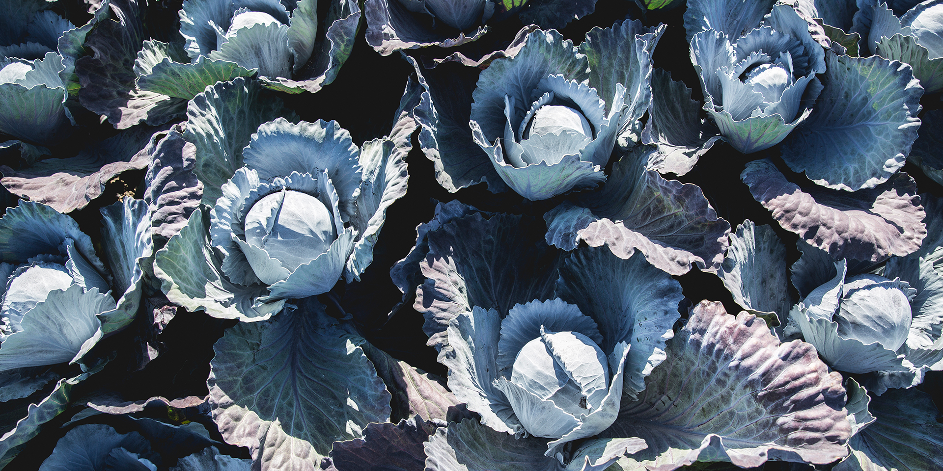 Alles wat je moet weten over rode kool - Verse Oogst