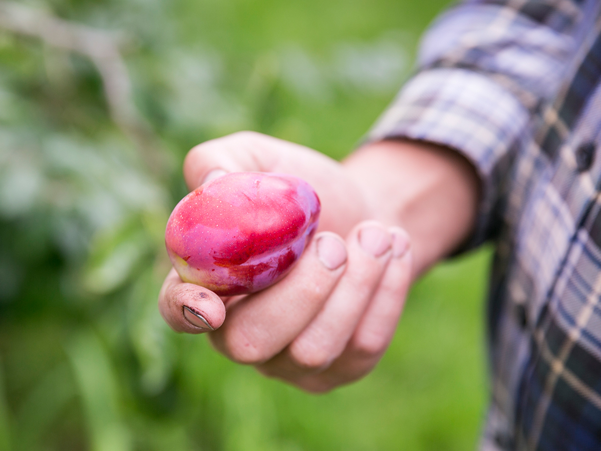 5 tips over de pruim! - Verse Oogst
